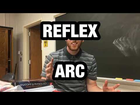 How to draw a Reflex Arc - Ohio University - Anatomy & Physiology - BIOS 1300