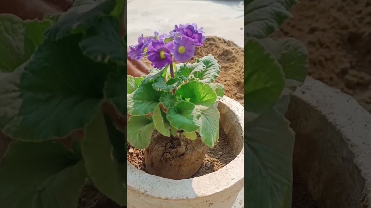 #primula #primrose plant #short #howto #howtorepot