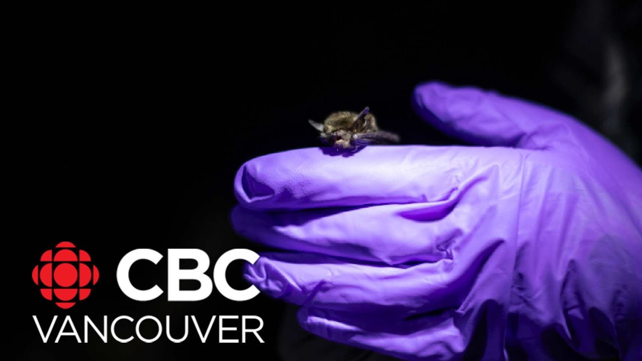 University of British Columbia researchers study urban bats in Vancouver