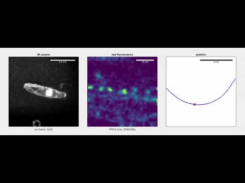 Dual-beam two photon microscope data