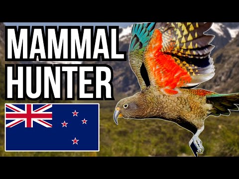 3 New Zealand Native Predators That Hunt And Control Invasive Species