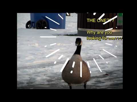 CANADA GEESE WITH RING BAND OR BIRD BAND