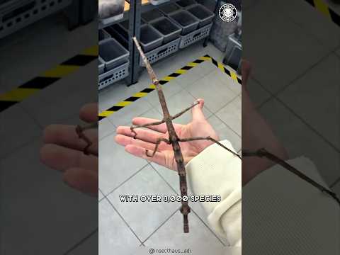 Stick Insect 🦗 Is This a Living Stick?