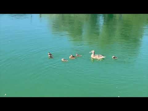 Two Ducks. #ducks #22