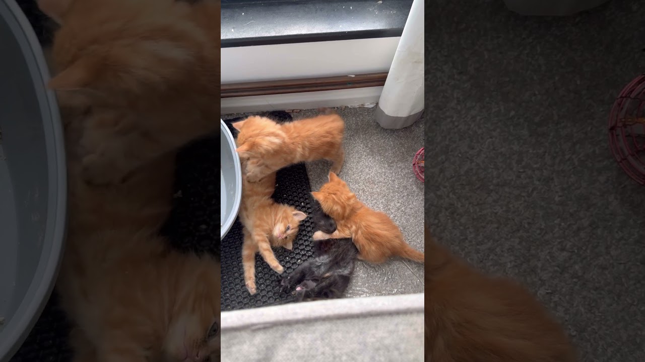 My kittens enjoying, So cute #subscribe #like #share #viral