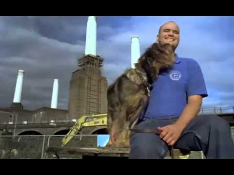 All about Battersea
