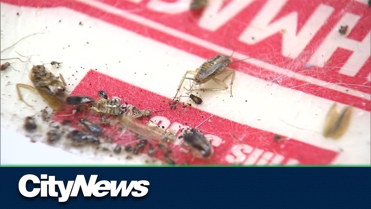Bed bugs in Canada: What you need to know