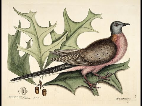 Extinct: The Passenger Pigeon