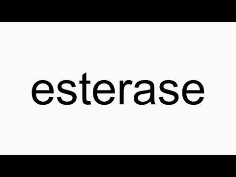 How to pronounce esterase