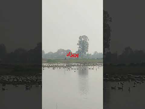 gharana wetland, Jammu #urdu #netflix #life #humtv #arydigital #water #birds