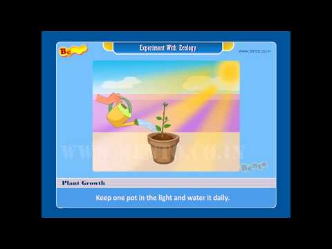 science experiments - Plant growth