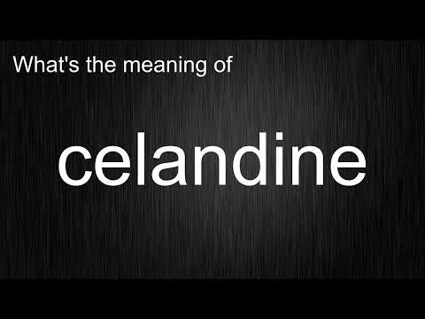 What's the meaning of "celandine", How to pronounce celandine?