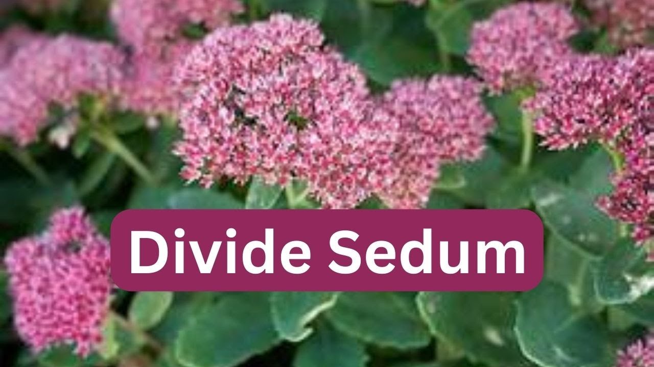 How To Divide Sedum Stonecrop