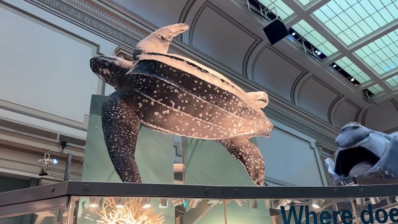 National Museum of Natural History 2025 Smithsonian Washington DC