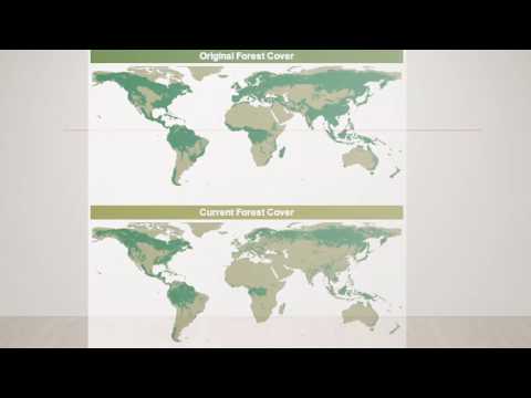 Forest cover type classification