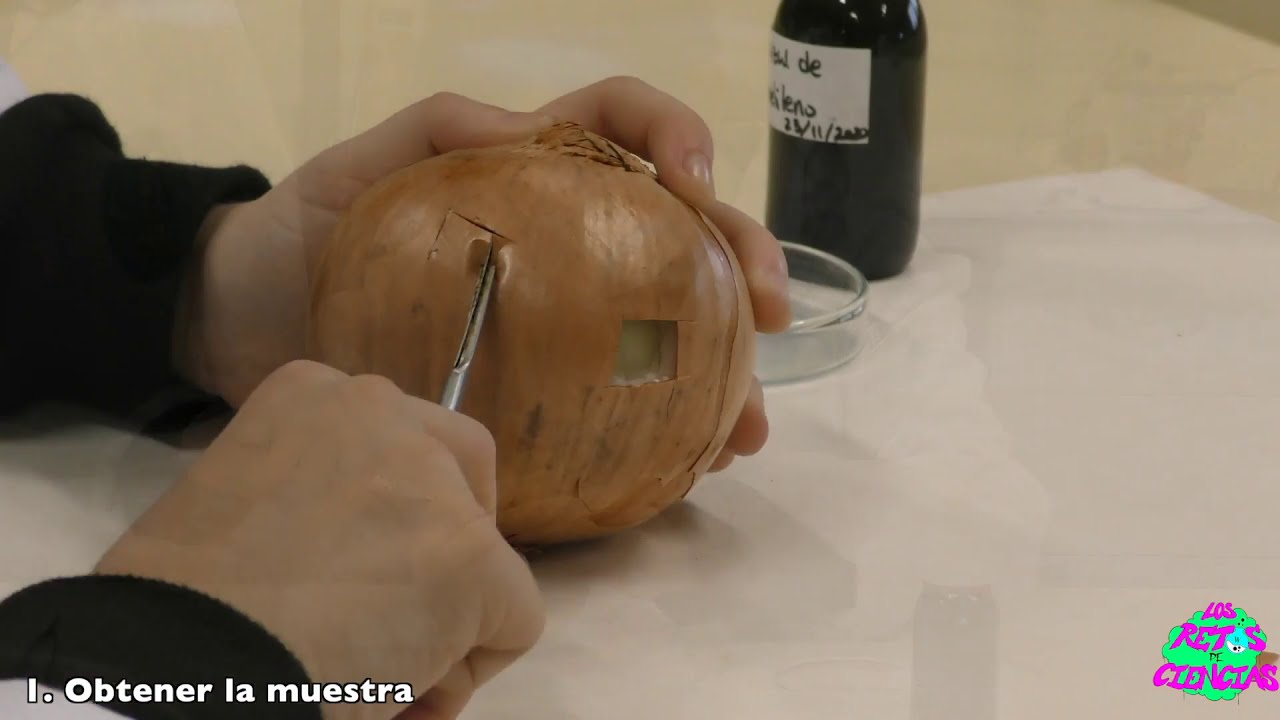 Observación de células de epidermis de cebolla.