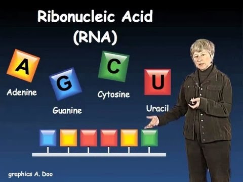 Central Dogma - Susan Taylor (UCSD)