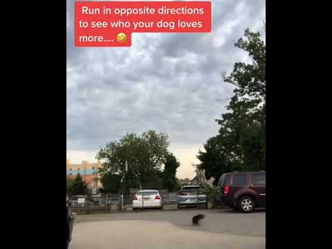 Viral Video: Dog's Reaction to "Run in Opposite Directions" Challenge Has Twitter in Splits