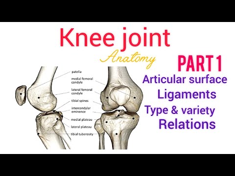 KNEE JOINT anatomy in tamil, articular surface,type and variety,ligaments