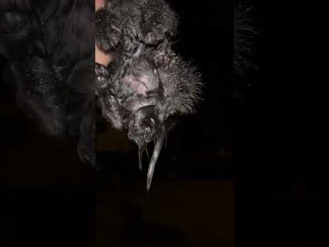 Wet cat