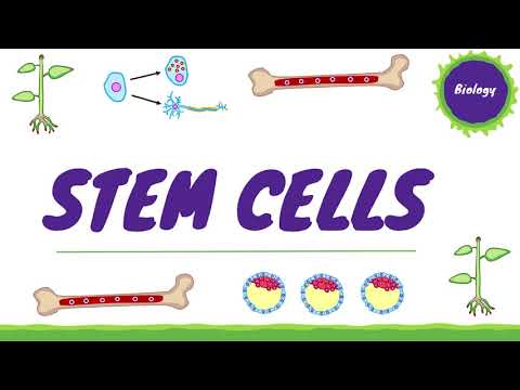 Stem Cells (Cell Division) | Cell Biology #4 (AQA GCSE Biology)