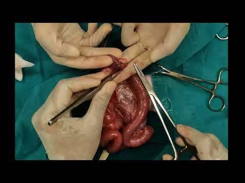 Intussusception in cat