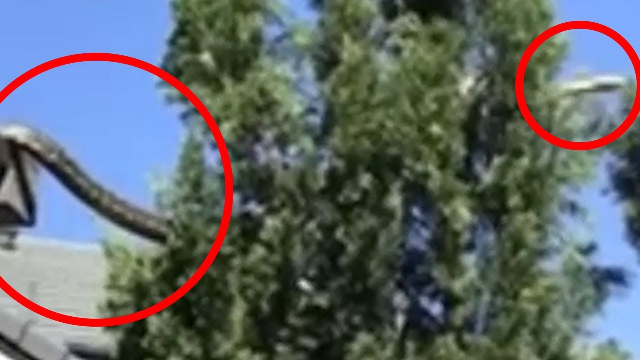 Queensland family film skin crawling moment a massive python slithered across the roof of their home