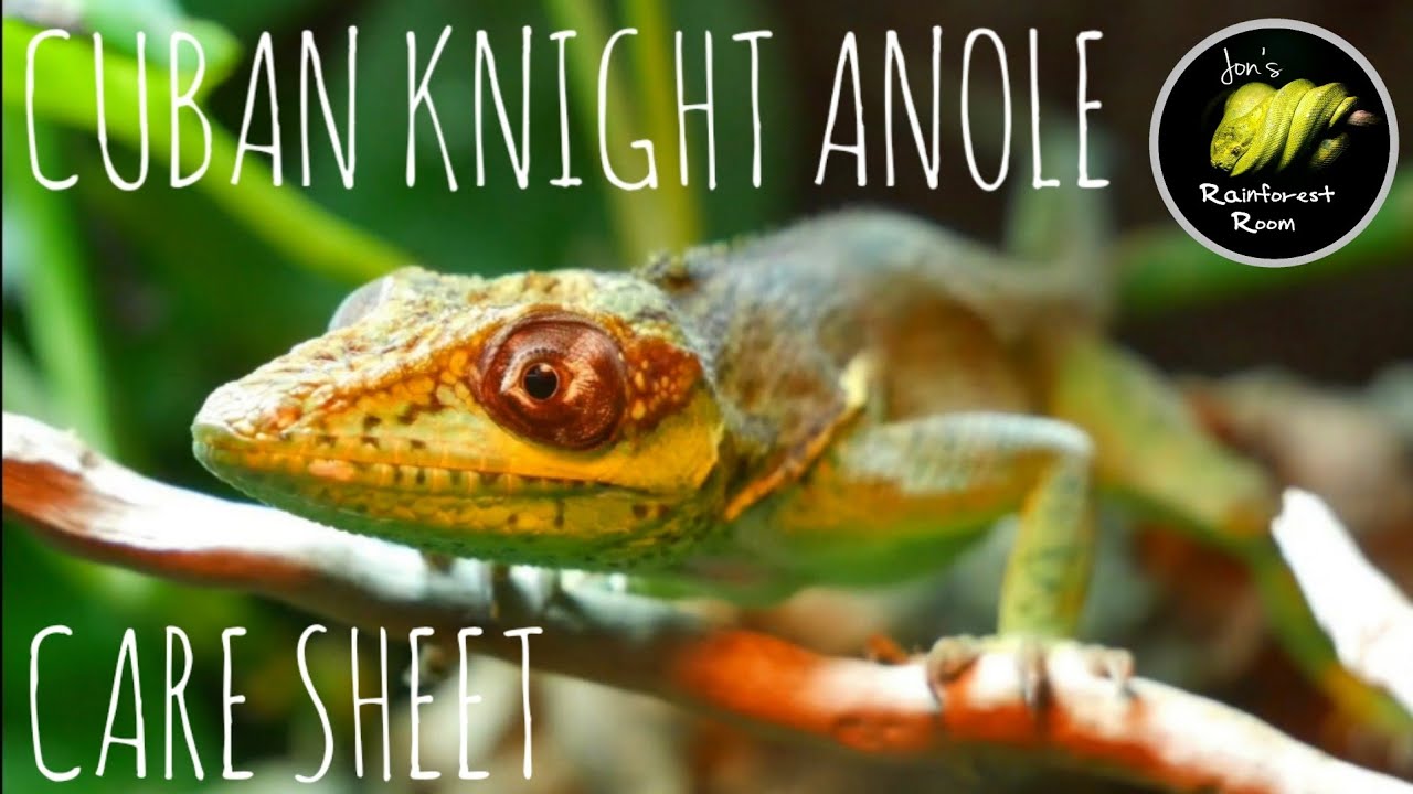 Cuban Knight Anole Care Guide