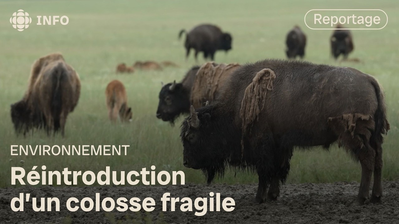 Bison reintroduction in the West: successes and challenges! | Green Week