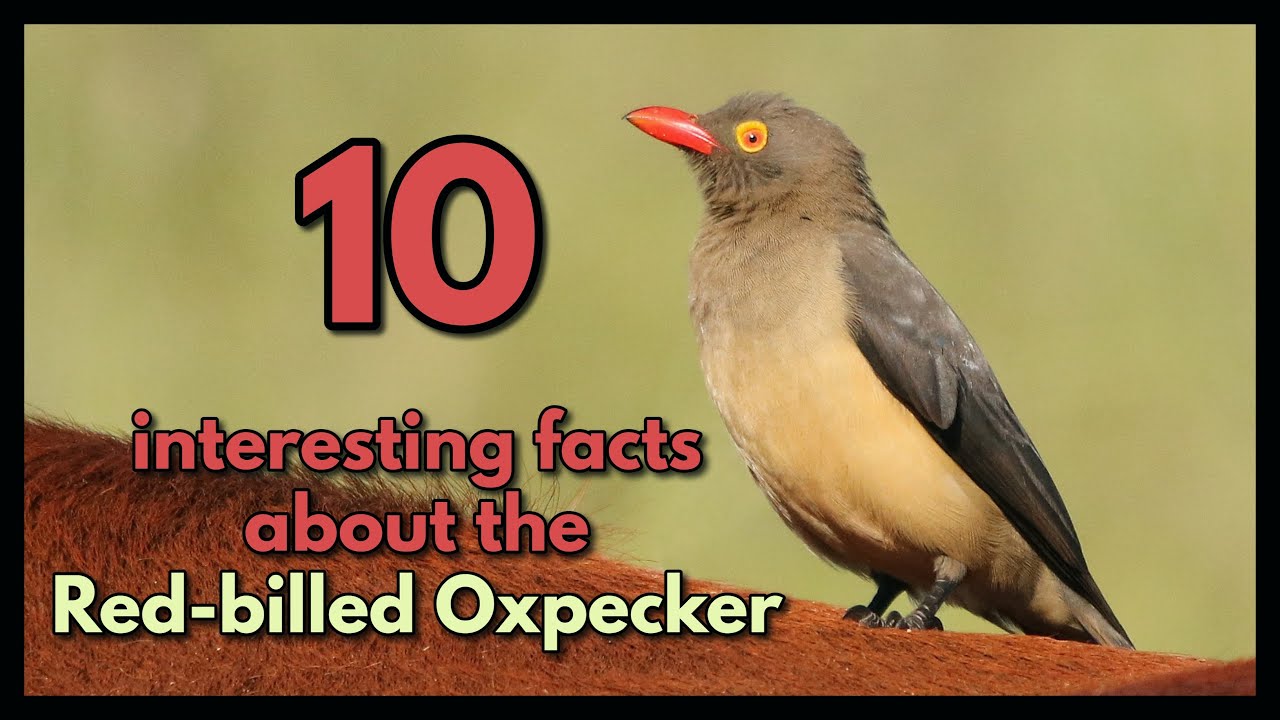 10 interesting facts about RED-BILLED OXPECKERS