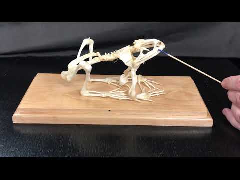 Frog skeleton for Zoology at Golden West College
