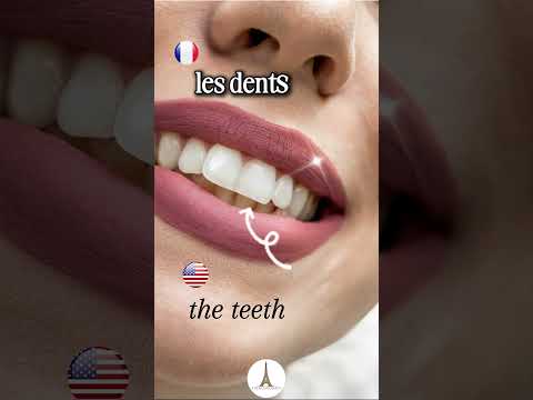 πΊπΈ π«π· Teeth - FRENCHTIONARY (English French Visual Dictionary)