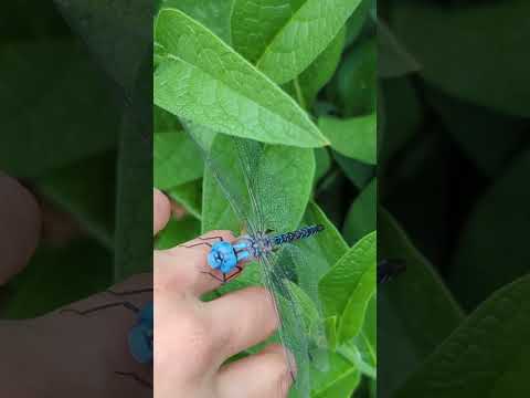 This blue dragonfly didn't want to leave my hand #insects #dragonfly #cuteanimals