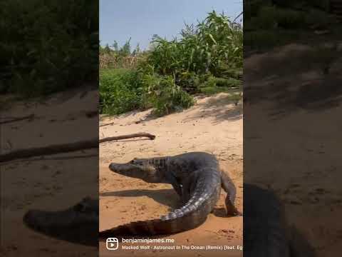 Up close with a Caiman in the Pantanal!