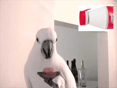 Parrot Drinking with Cup | FunTime Birdy Parrot Lovers Blog