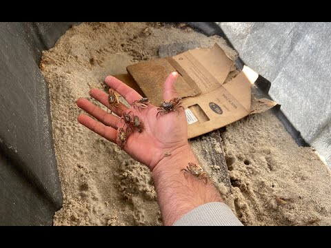 Keeping Fiddler Crabs Alive - Super Easy