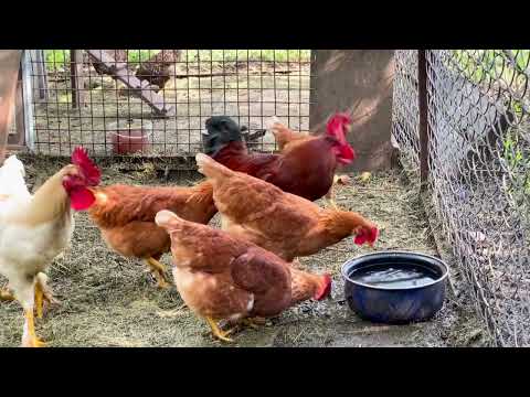 Understanding Animal Husbandry: The Art of Raising Livestock (4 Minutes)