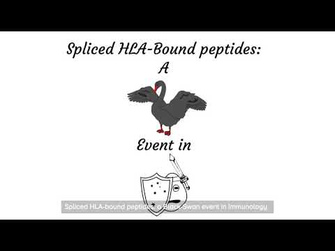 Spliced HLA‐bound peptides: a Black Swan event in immunology