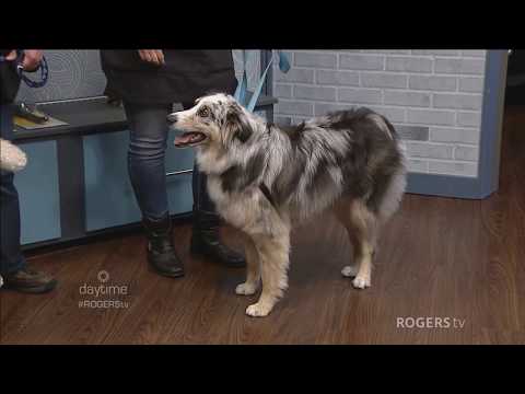Dog Grooming Tips