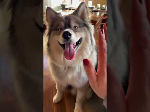 Throwback! Our pomsky puppy GREW UP 🐕😍