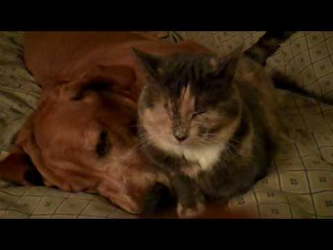 Steam Community :: Video :: True Love.mp4