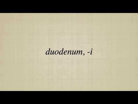 duodenum, i