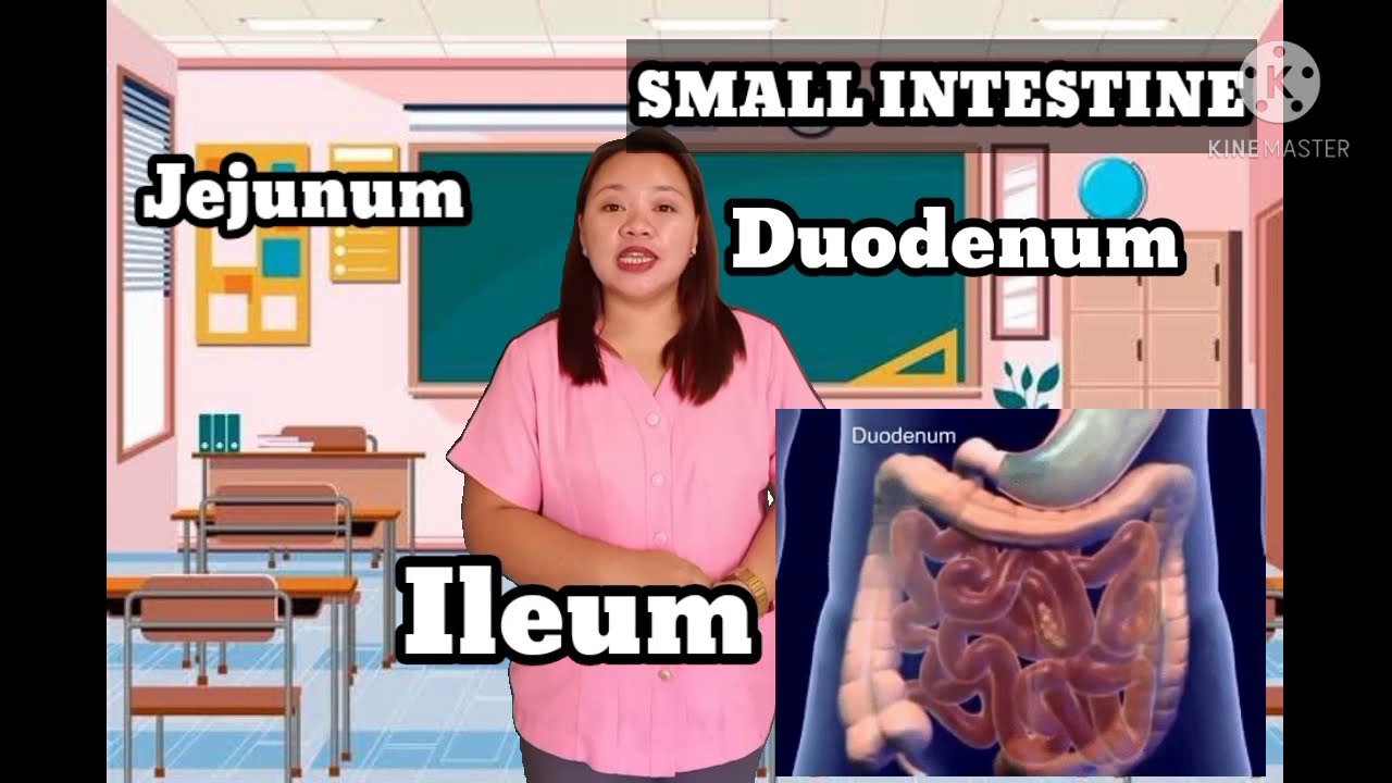 The Digestive System-COT