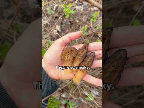Morel hunting in Colorado! #morels #mushroomhunting #morelmushrooms