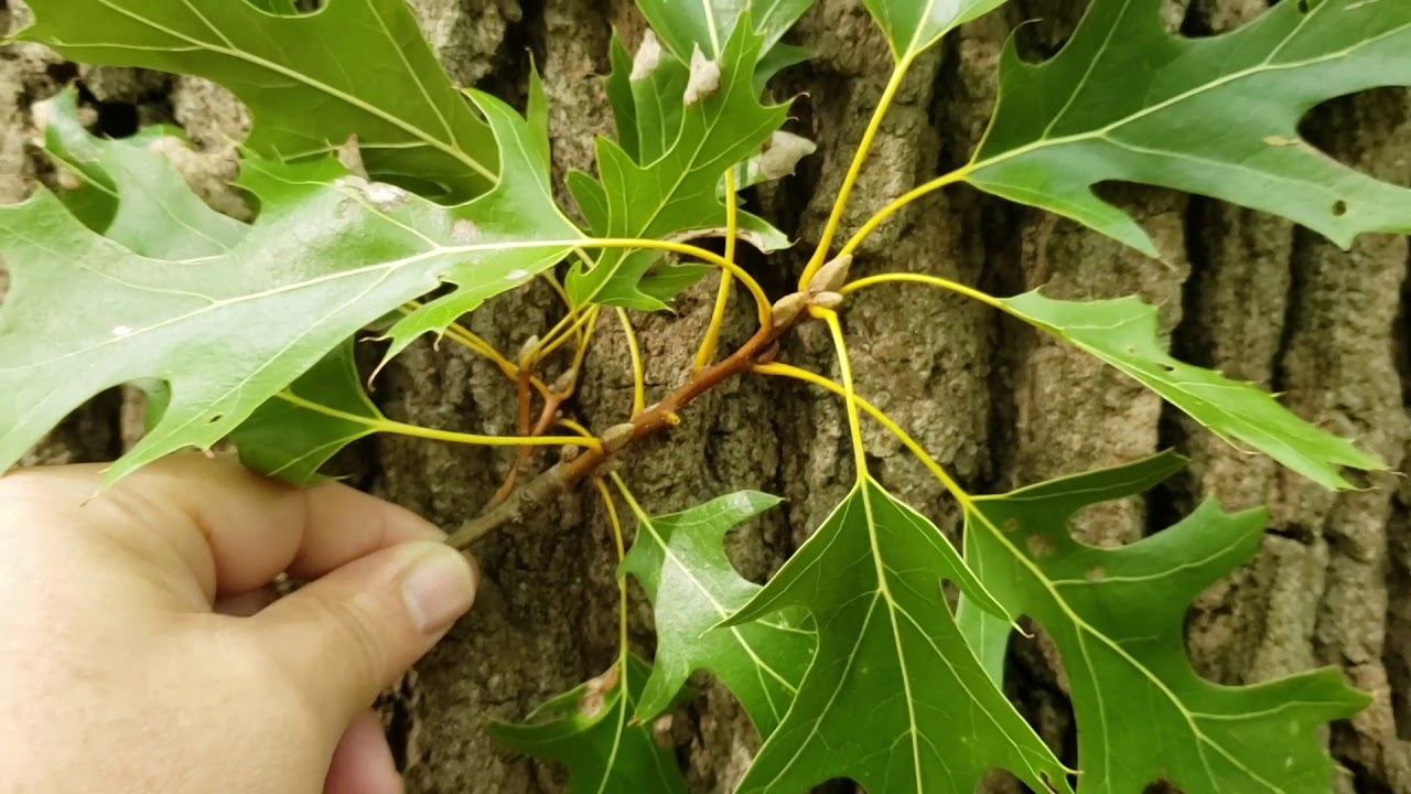 ID That Tree: Black Oak
