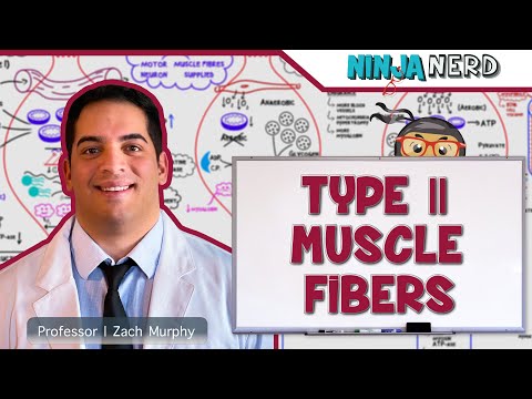 Musculoskeletal System | Type II Muscle Fibers | Type IIa & IIx