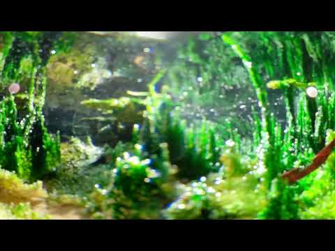 VIDEO 3040 copy