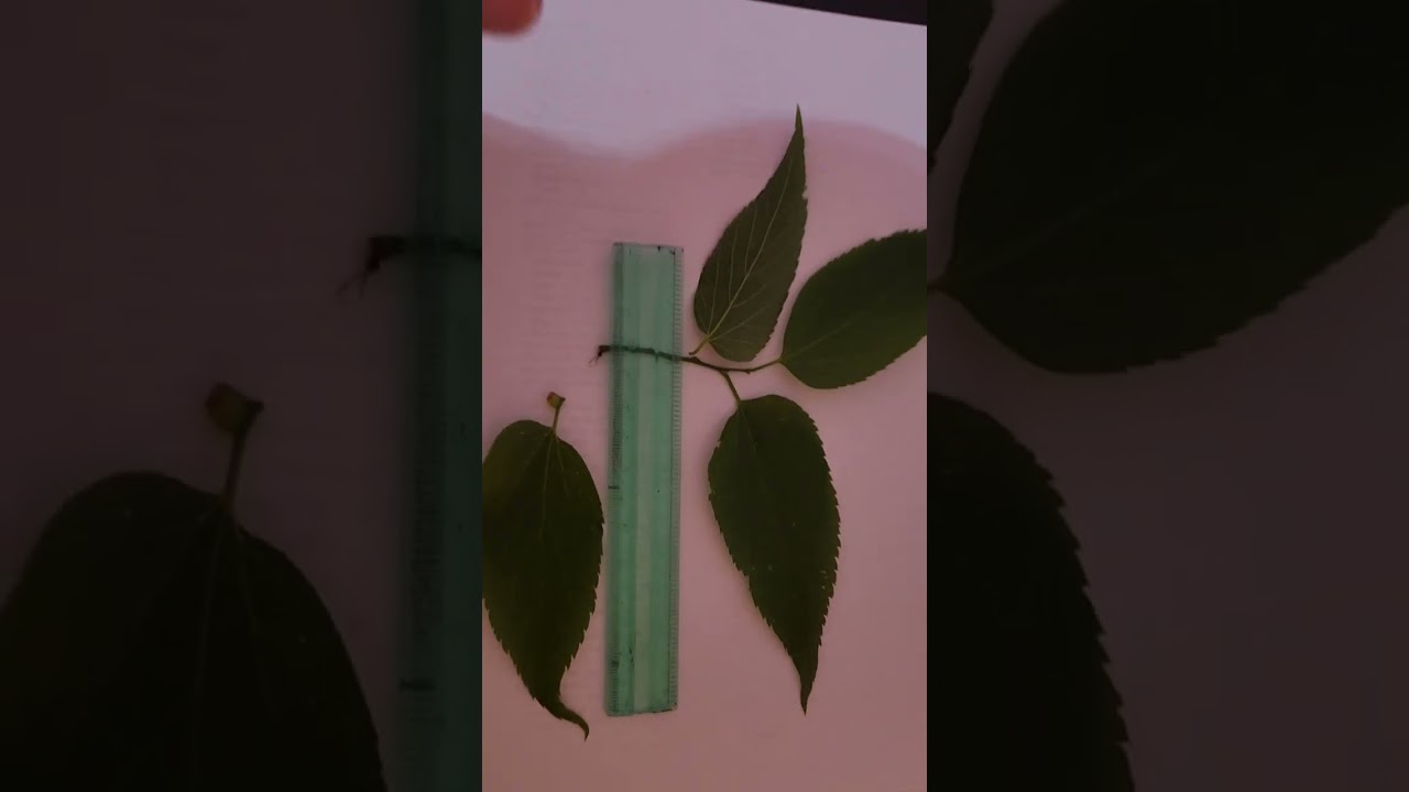 Common Hackberry, Celtis occidentalis, better developed leaves.