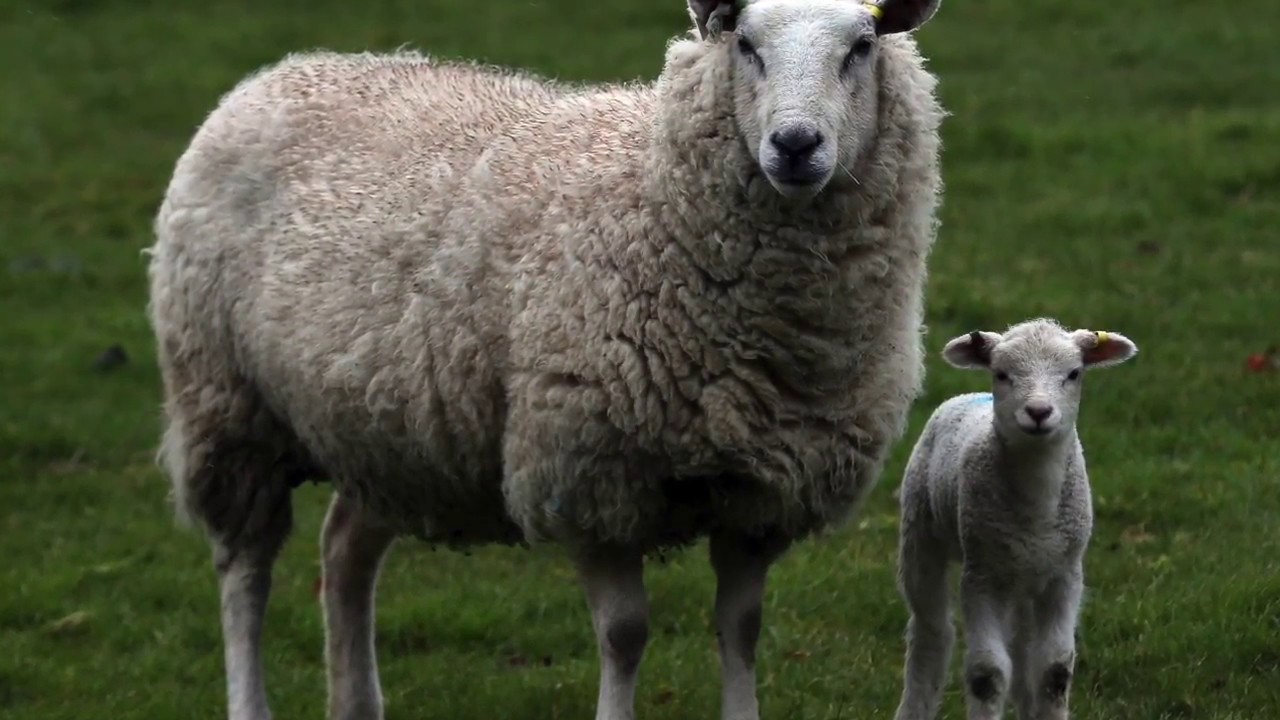 Icelandic Sheep - Bio 111 project