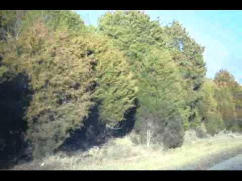 Eastern red cedar, Eastern redcedar, Virginia juniper Tennessee